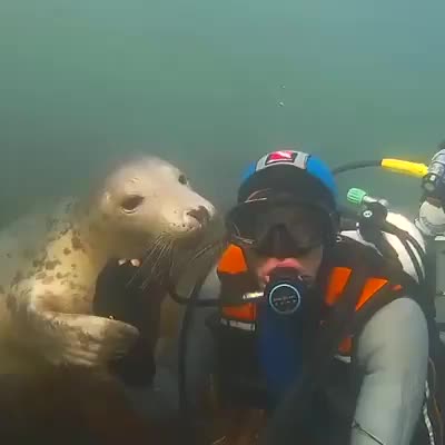 Qundo una foca s' innamora di voi...che ci volete fare? … - Facciabuco.com